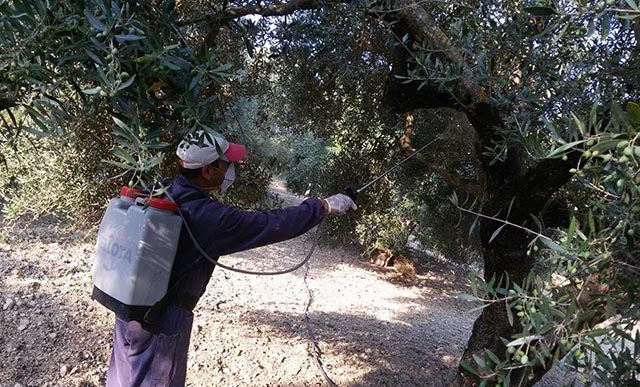 Ψεκασμοί για την καταπολέμηση του δάκου της ελιάς στην περιοχή μας ...