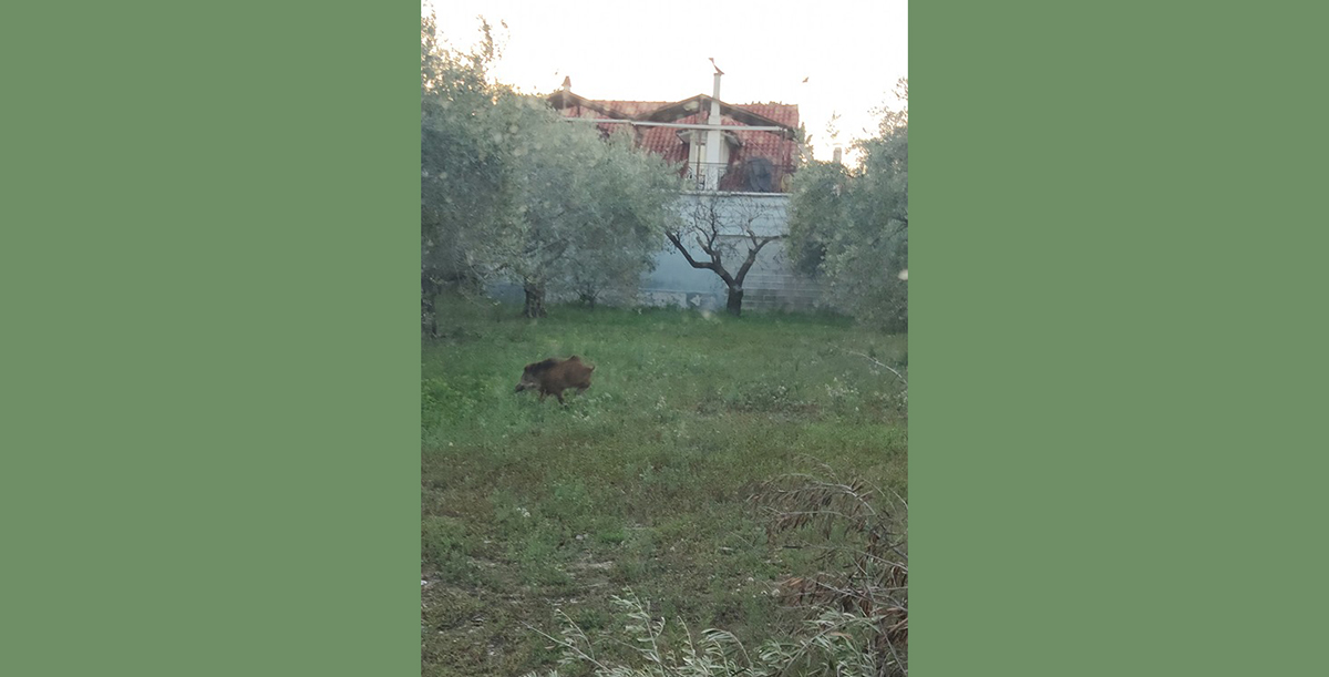 Αγριογούρουνο στη θάλασσα της Ν. Αγχιάλου! - Λαός της Μαγνησίας