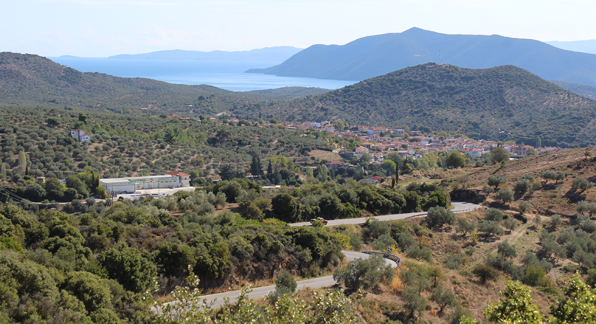 Μέτρια η παραγωγή στην ελαιοκαλλιέργεια - Λαός της Μαγνησίας
