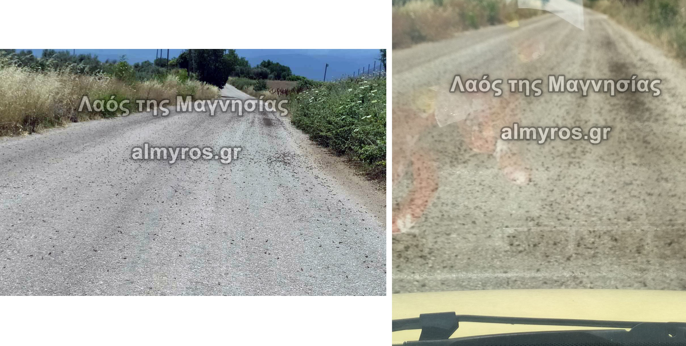 Ακρίδες είπατε; Επιδρομή ακρίδων σε αγροτική περιοχή του Αλμυρού - Λαός ...