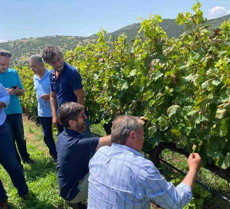 Σε επιφυλακή η Περιφέρεια Θεσσαλίας για περονόσπορο και ακαρπία σε ...