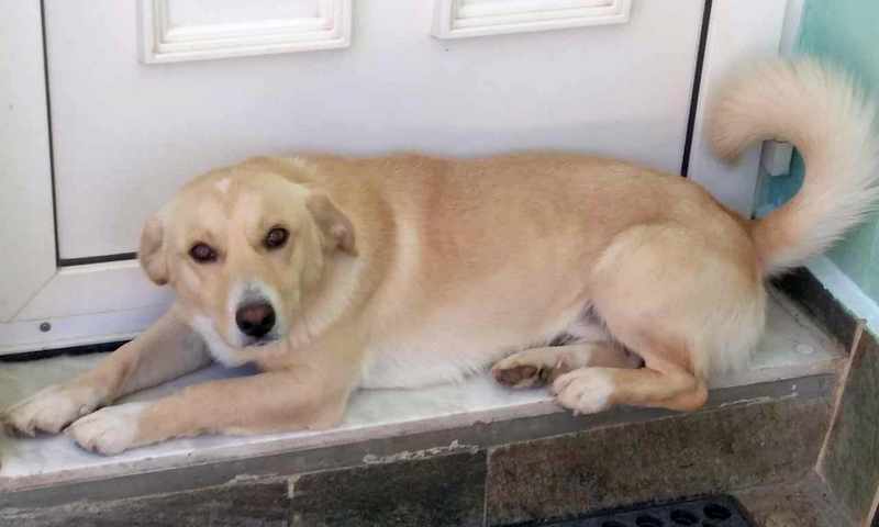 Σε λειτουργία η πλατφόρμα pet.gov.gr με υπηρεσίες για τα ζώα συντροφιάς ...